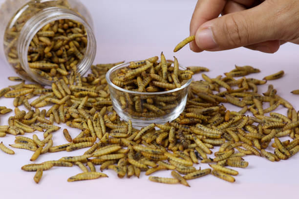 ケニア：昆虫飼料・昆虫食がアフリカでアツい！！ 注目の企業「InsectiPro」【Pick-Up! アフリカ Vol.6：2024年6月4 ...